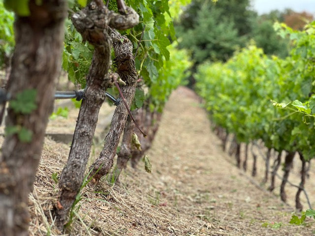 Splendid Summer Vines – Captain Vineyards